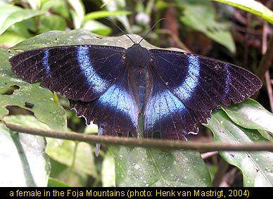 Papua Insects Foundation (Lepidoptera/Uraniidae/Uraniinae/Alcides ...